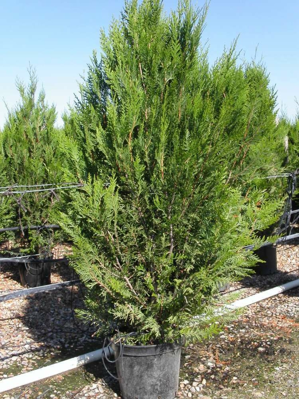 Thuya géant plicata Atrovirens C 2,5 litres | Truffaut