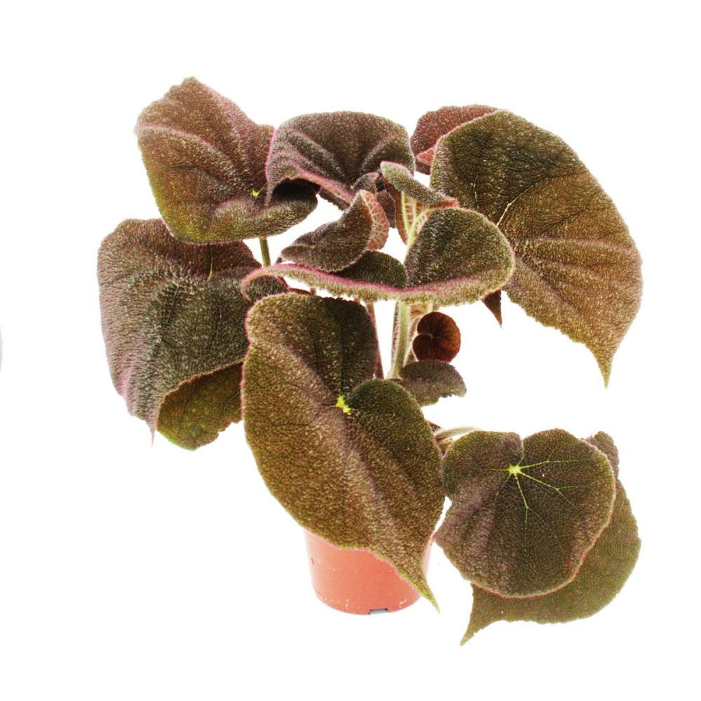 Feuille begonia - begonia masoniana river - feuilles brunes - pot 15cm ...