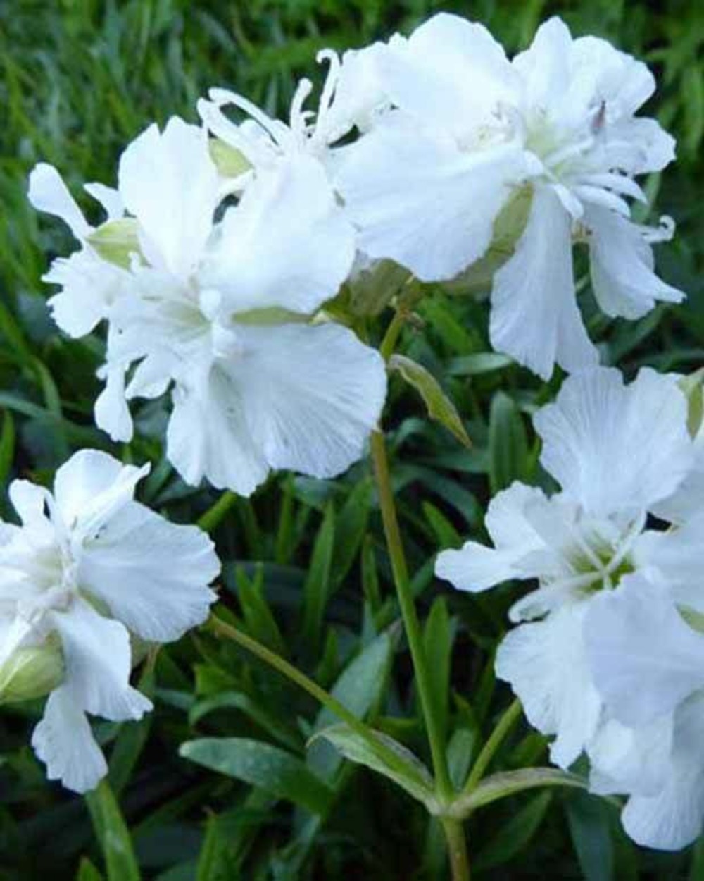 3 silènes visqueux alba viscaire alba - les 3 pots / ø 9cm | Truffaut