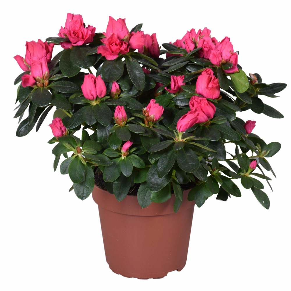Azalée rose vintage - plante d'extérieur fleurie | Truffaut