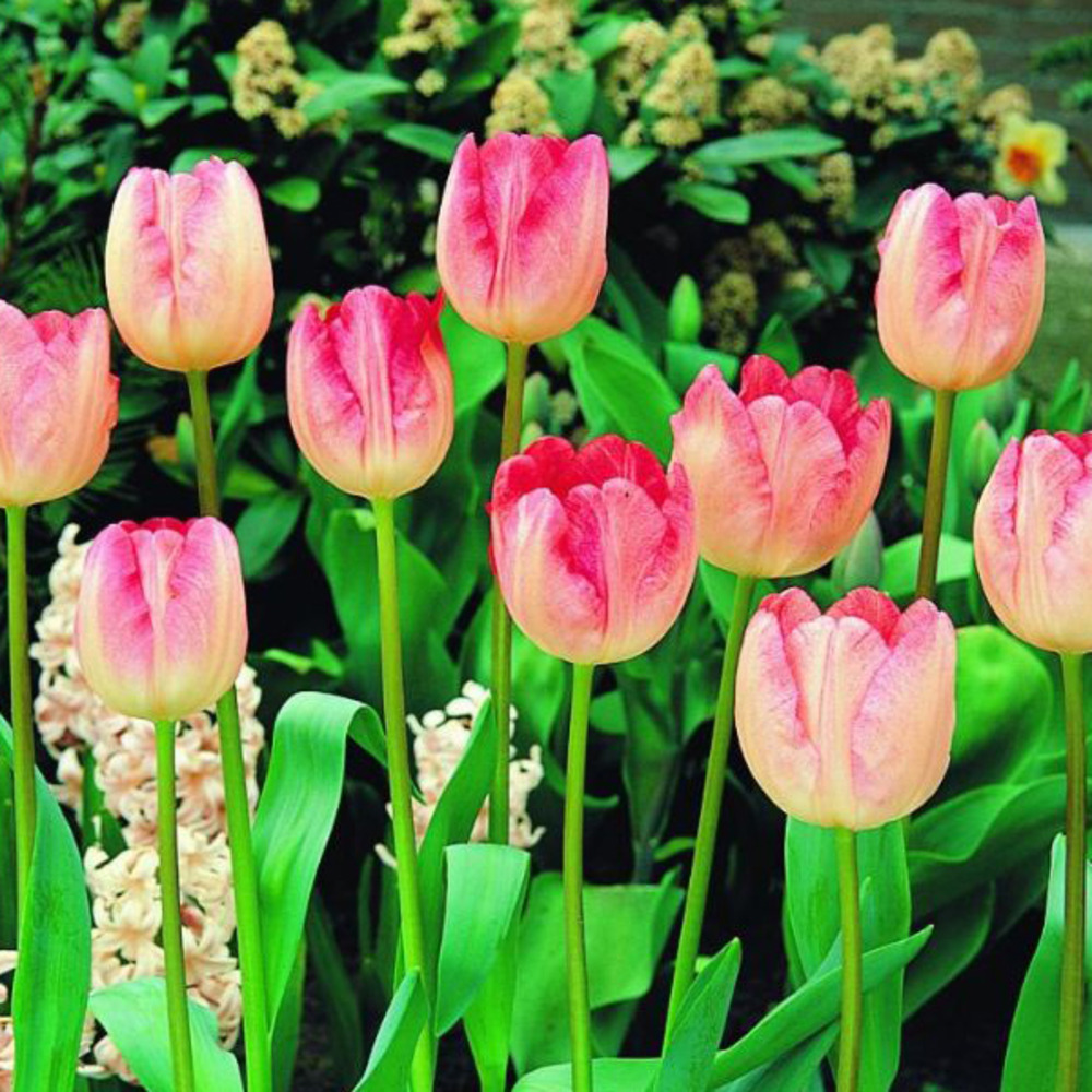 50 x tulipe ganders rhapsody - 50 x tulp ganders rhapsody | Truffaut