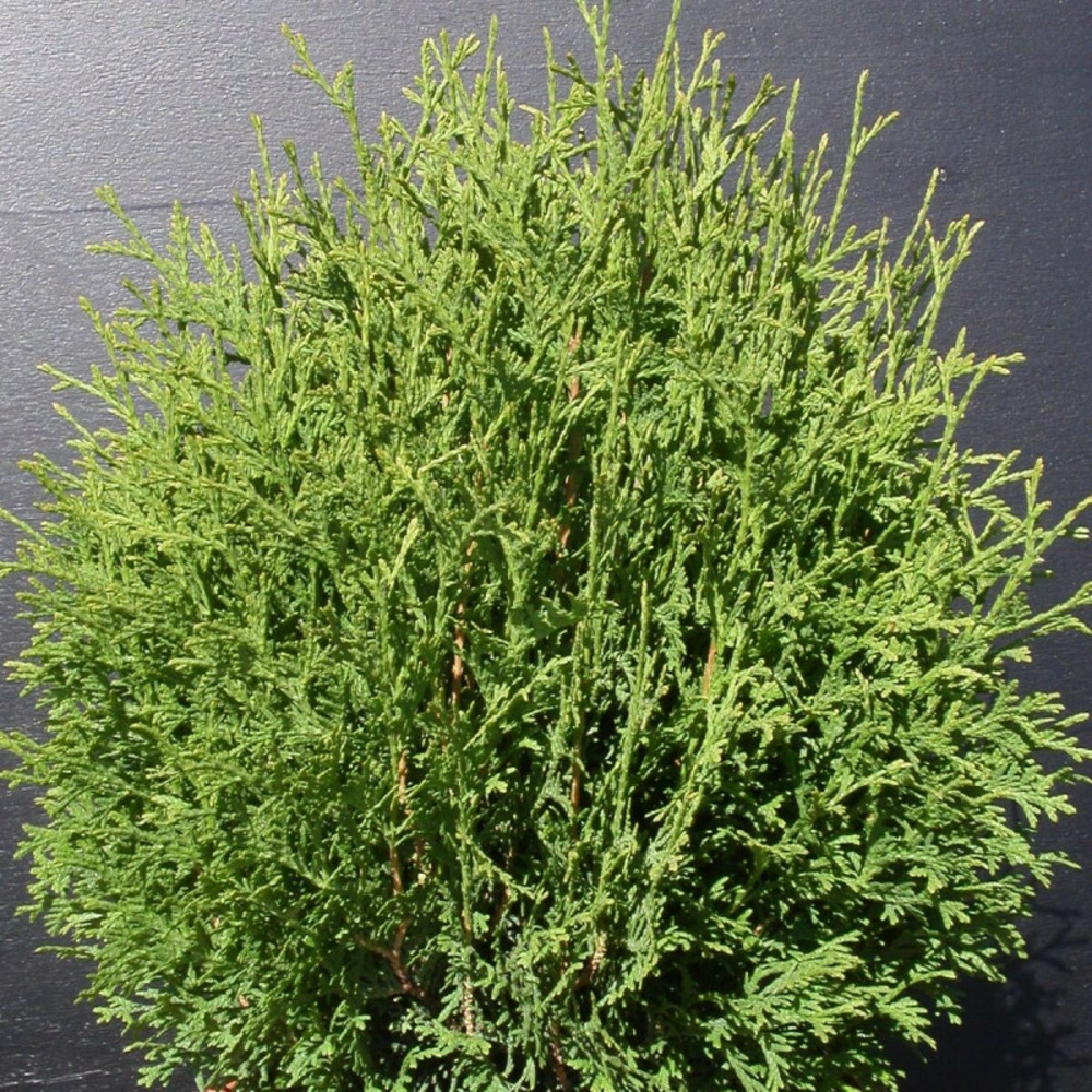 Thuya du canada occidentalis tiny tim/[-]pot de 3l - 20/40 cm | Truffaut