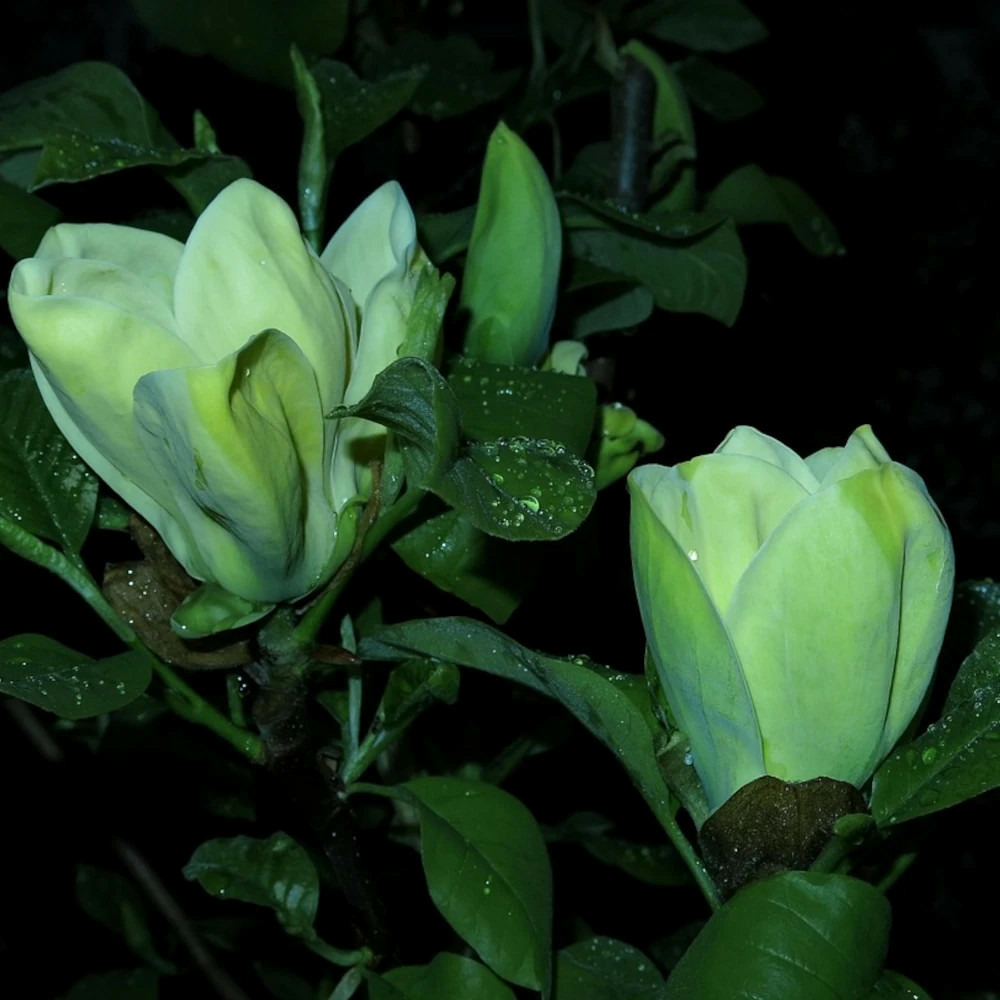 Magnolia blue opal pot de 5l - touffe | Truffaut