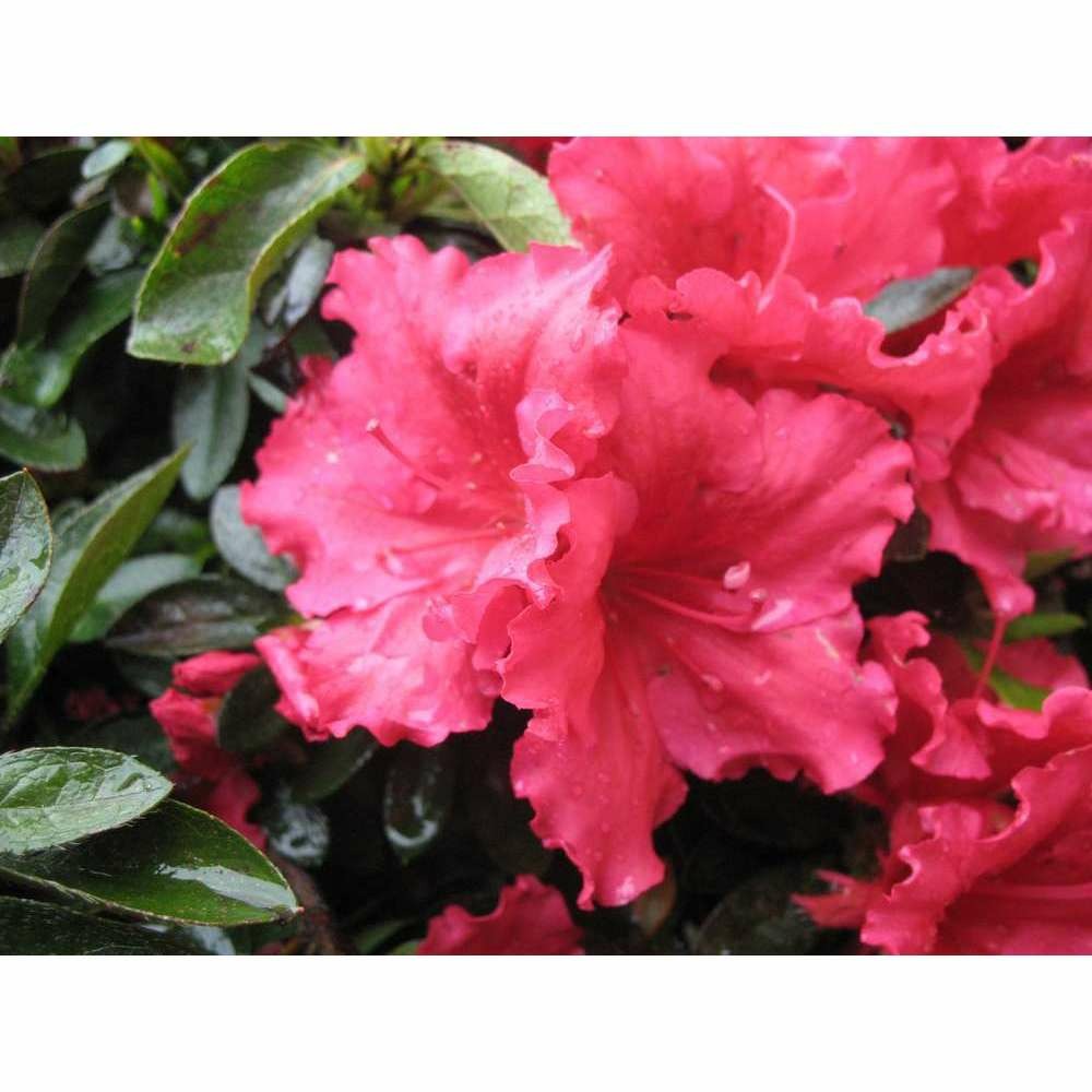 Azalea japonica 'red wing': 2 litres (rouge soutenu) | Truffaut