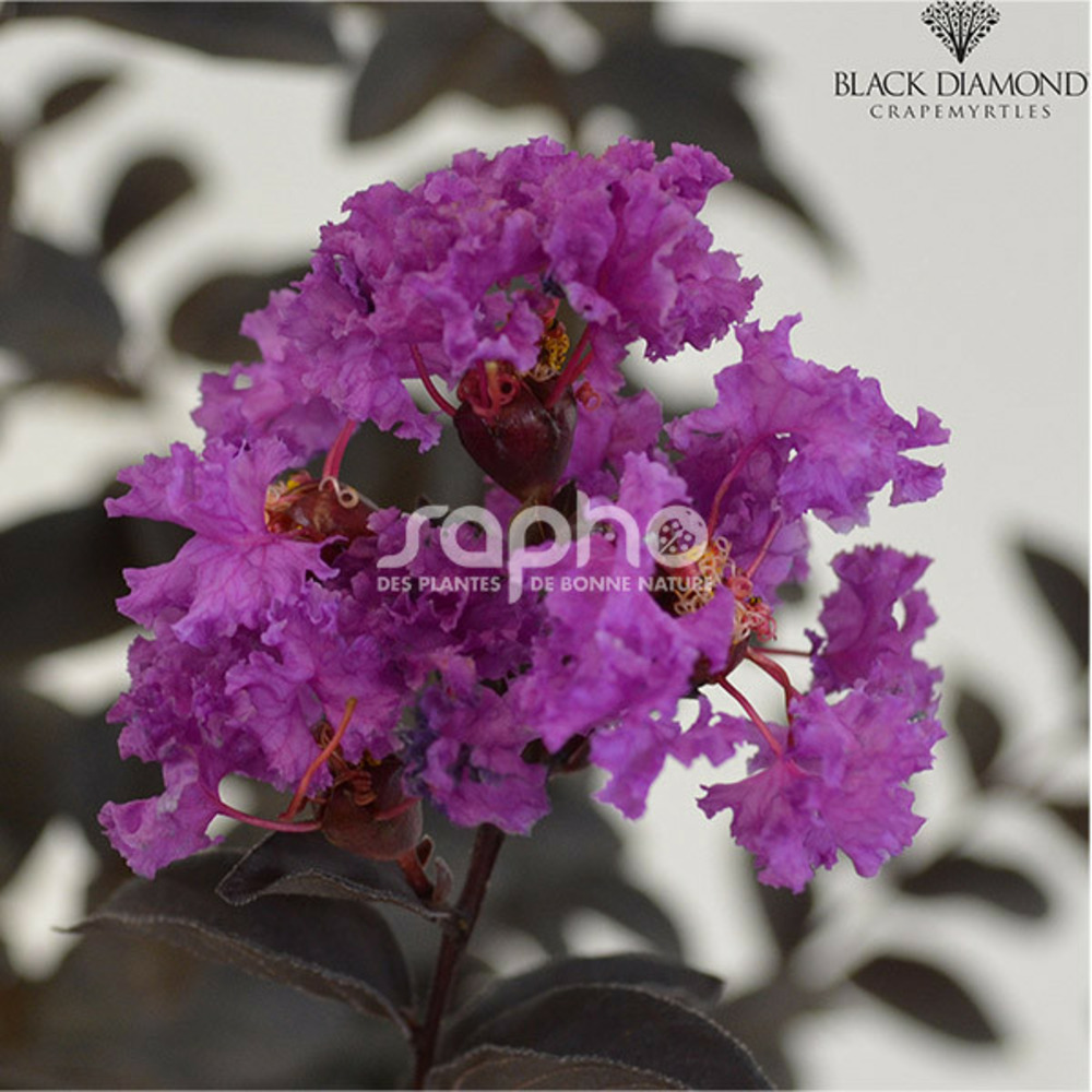 Lilas des indes black diamond® purely purple™, lagerstroemia/[-]pot de ...