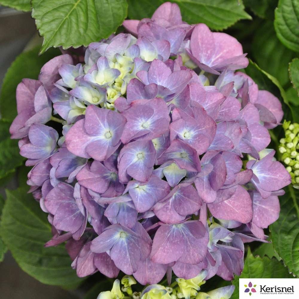 Hydrangea 'early blue':pot 15l | Truffaut