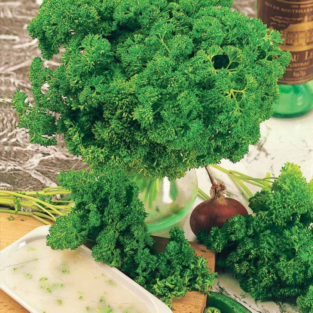 Persil frisé bravour, le sachet / 5g / ±2750 graines | Truffaut