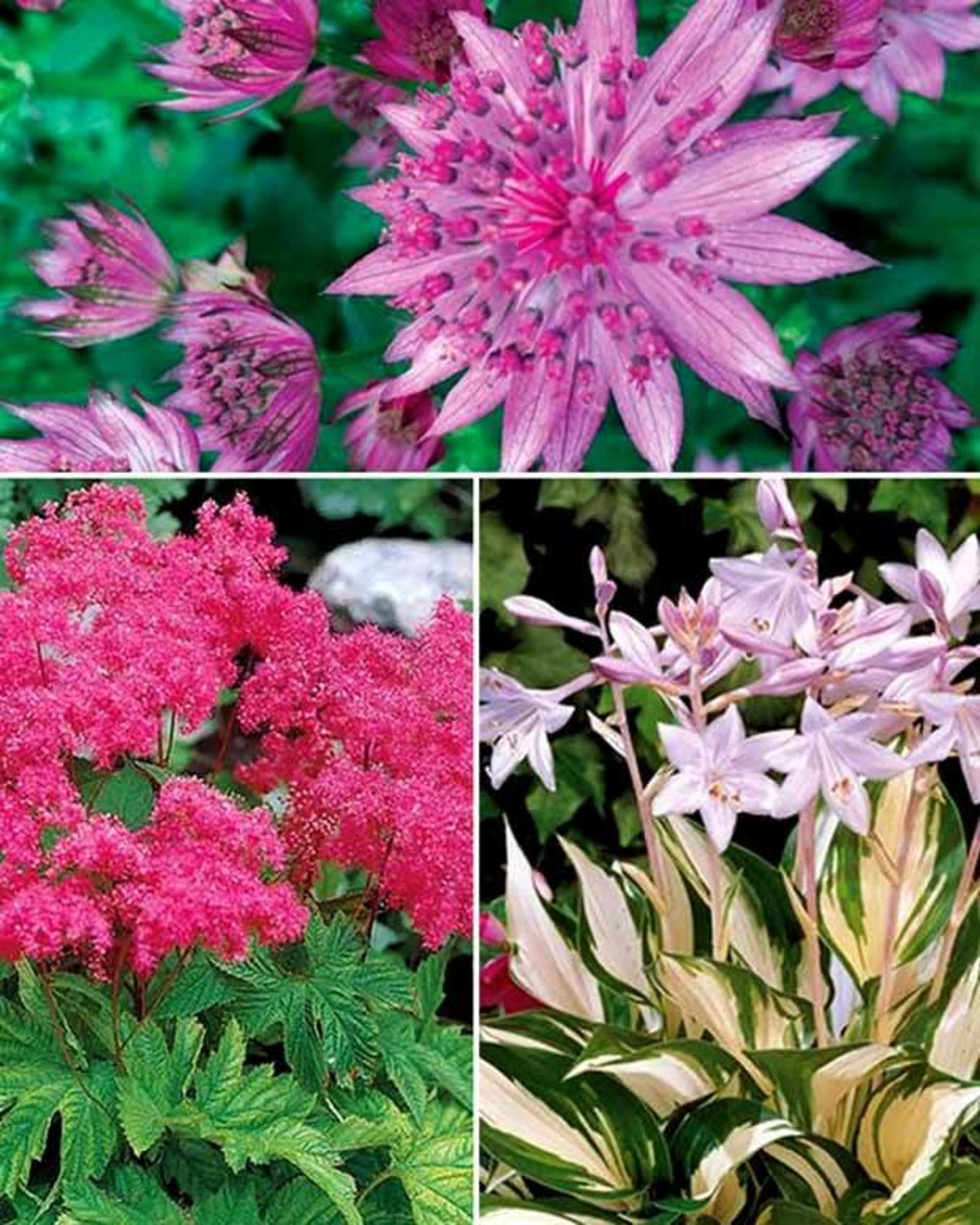 Collection de 8 plantes vivaces roses pour un jardin d'ombre - le ...
