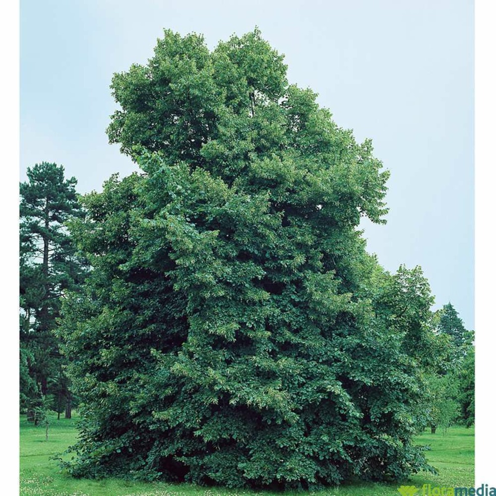 Tilia euchlora c.15l | Truffaut