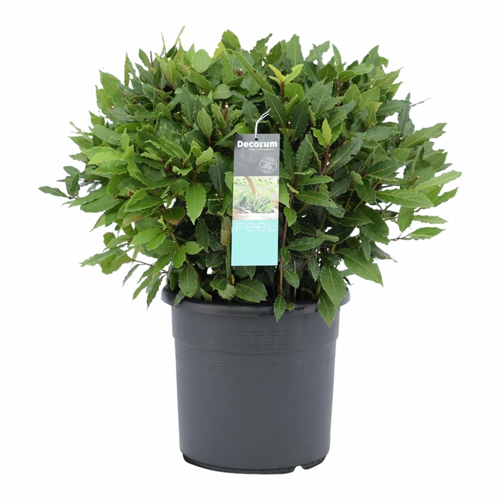 Laurus nobilis | Truffaut