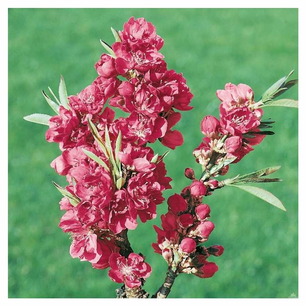 Prunus p. Peachy c.10l 1/4t | Truffaut