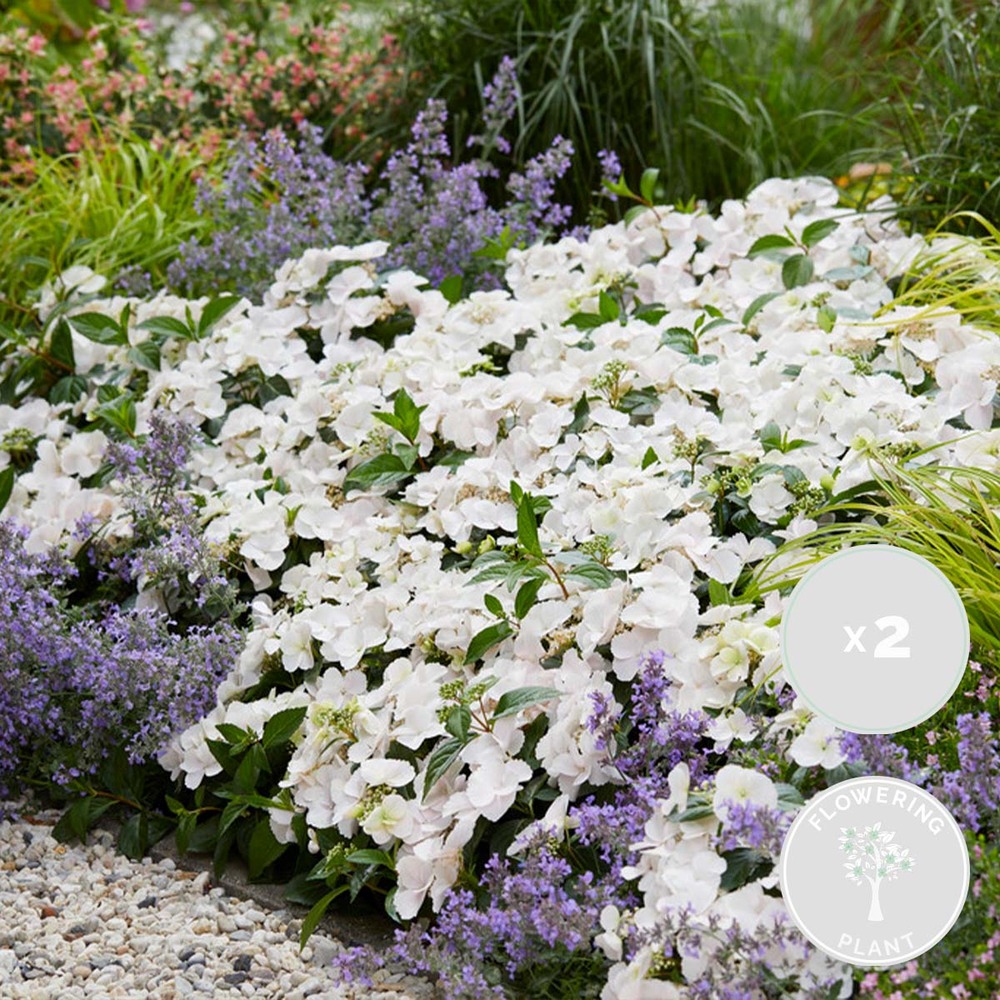 2x hydrangea paniculata 'runaway bride' - hortensia - arbuste ...