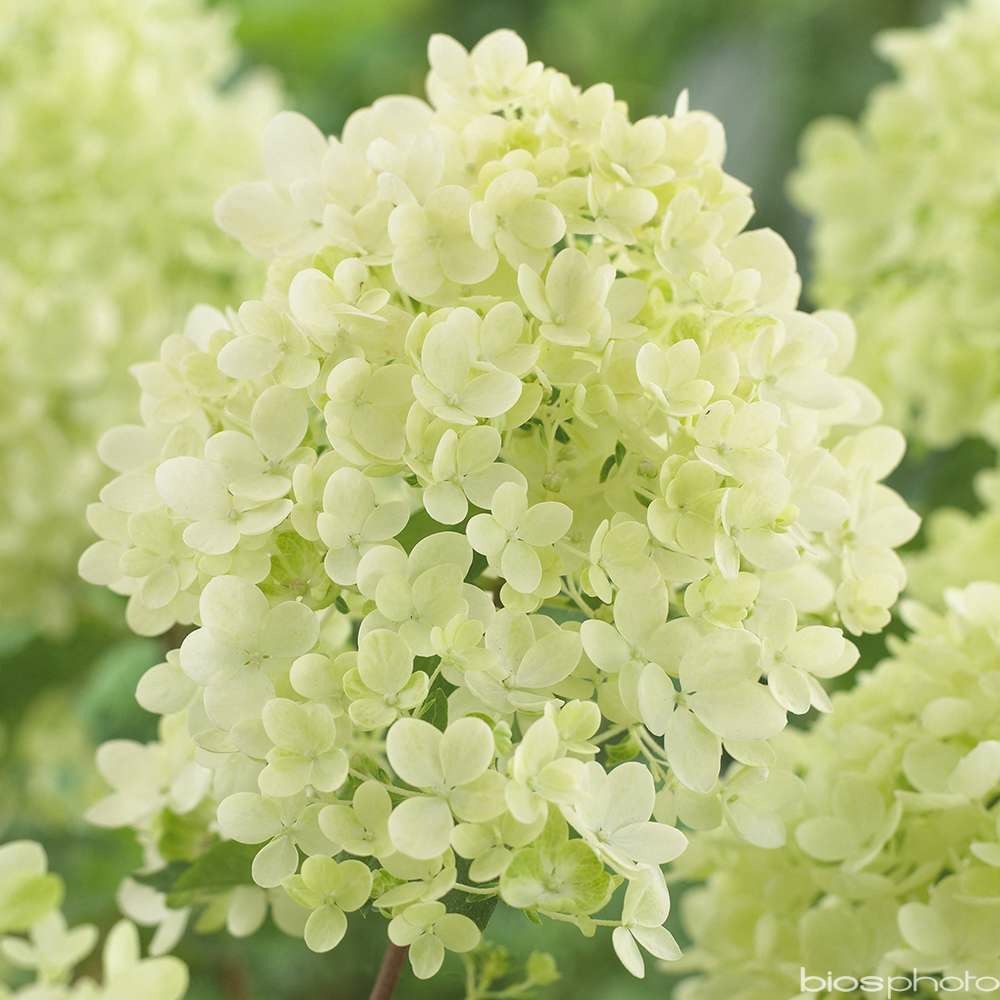 Hydrangea bombshell : c.5l | Truffaut