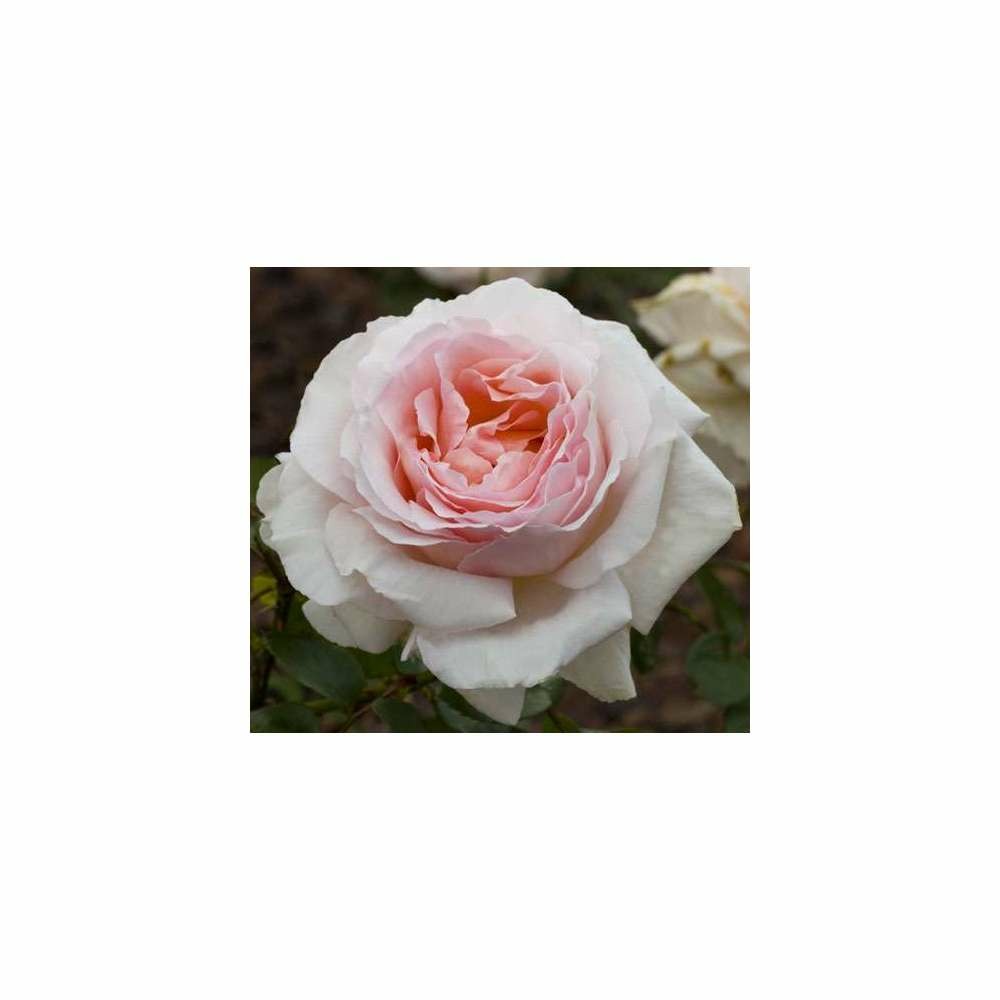 Rosier buisson à grandes fleurs 'Andre Le Notre®' Meiceppus : en motte ... Rosier buisson à grandes fleurs 'Andre Le Notre®' Meiceppus : en motte ...