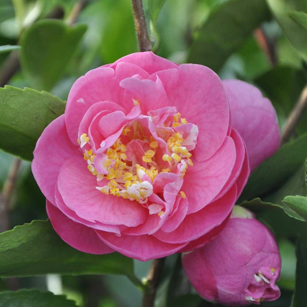 Camélia 'fragrant joy':pot 15l | Truffaut