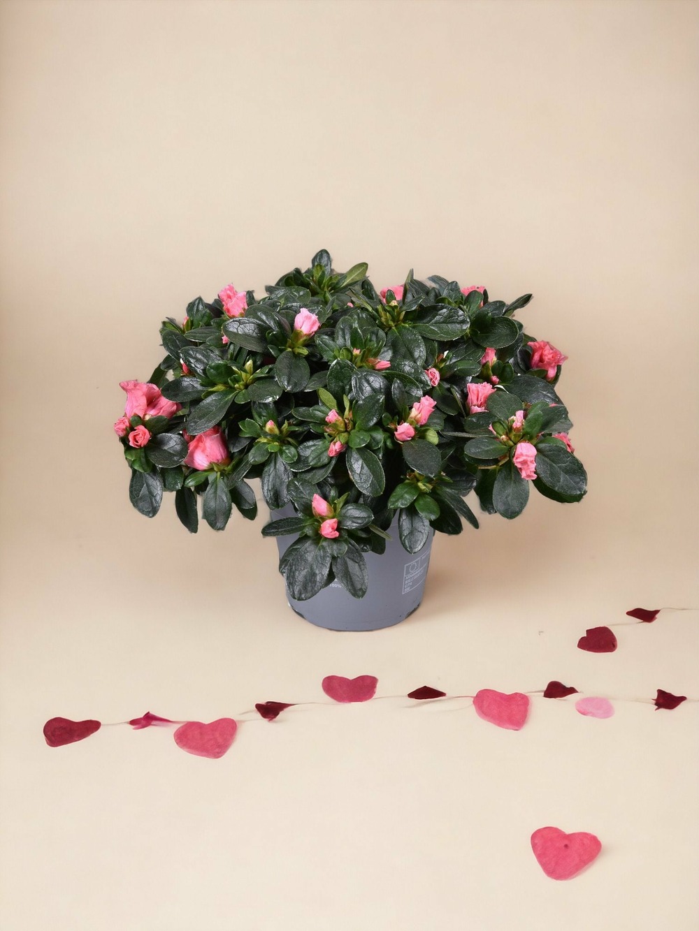 Azalée rose - plante d'extérieur fleurie | Truffaut