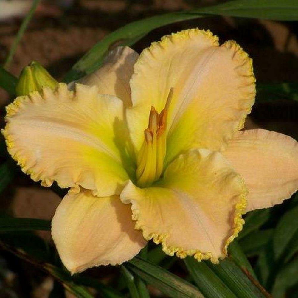 Hemerocallis ALL THE MAGIC - Hemerocalle ALL THE MAGIC - Pot 1 L | Truffaut