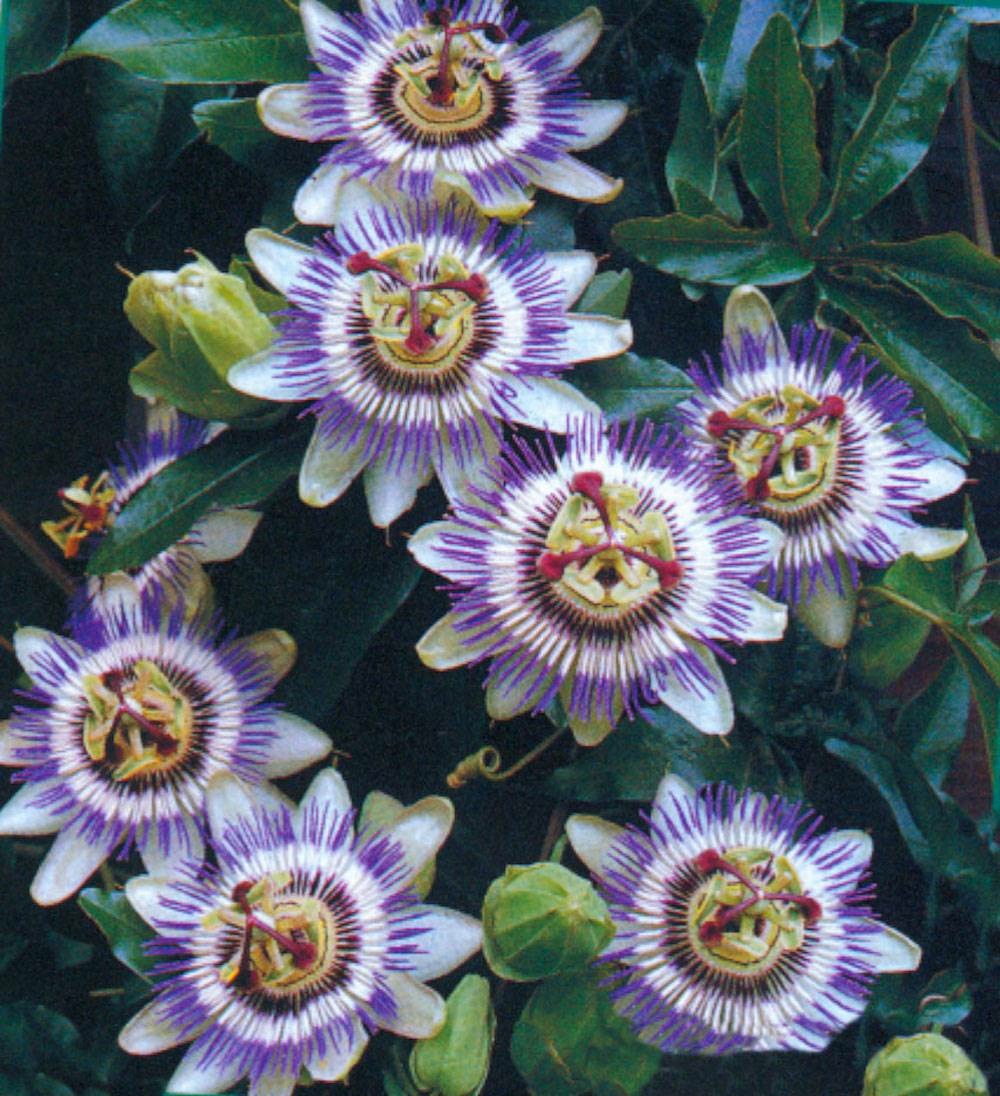 Fleurs de la passion (passiflore) | Truffaut