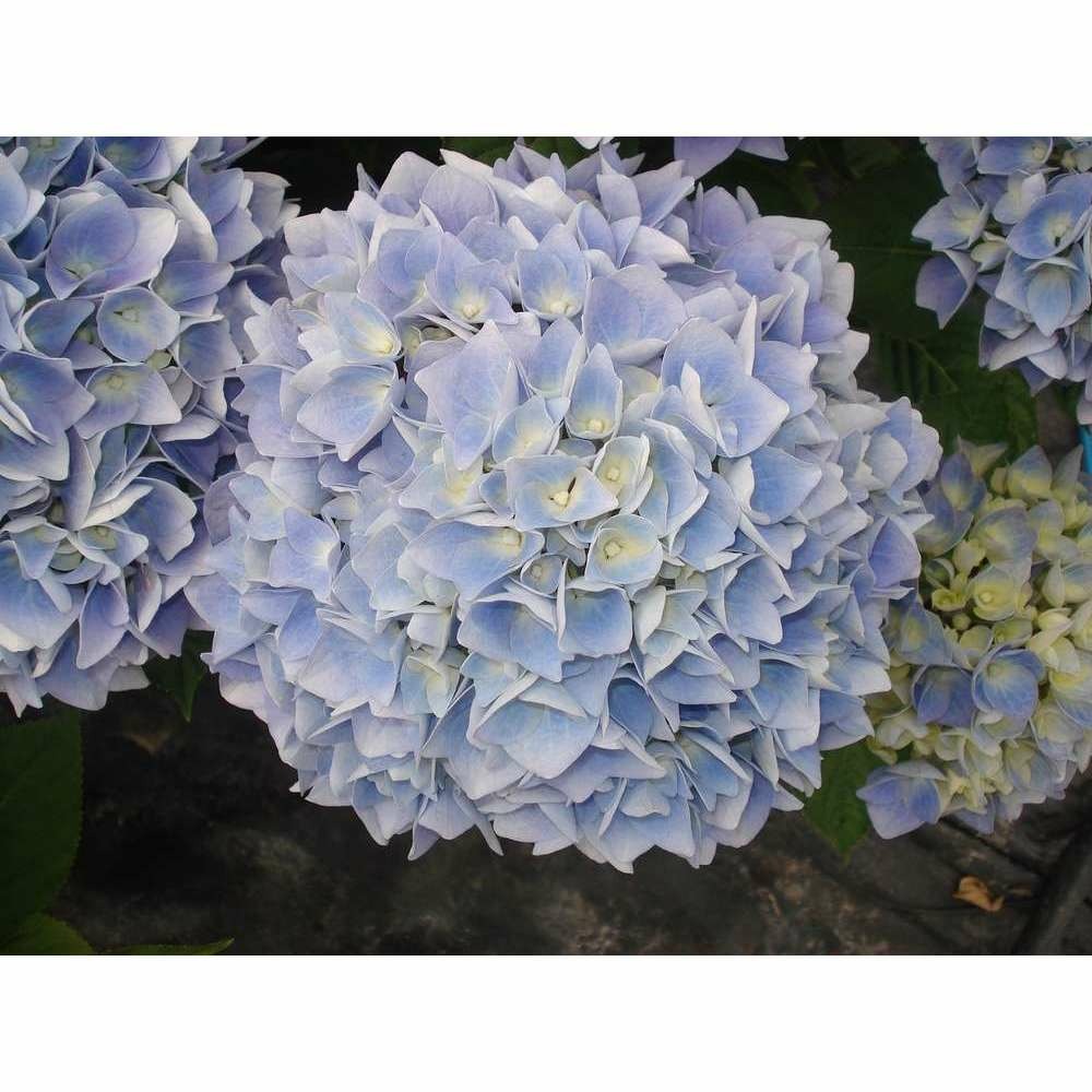 Hydrangea primeur macrophyla ankong ® bleu : 5 litres | Truffaut