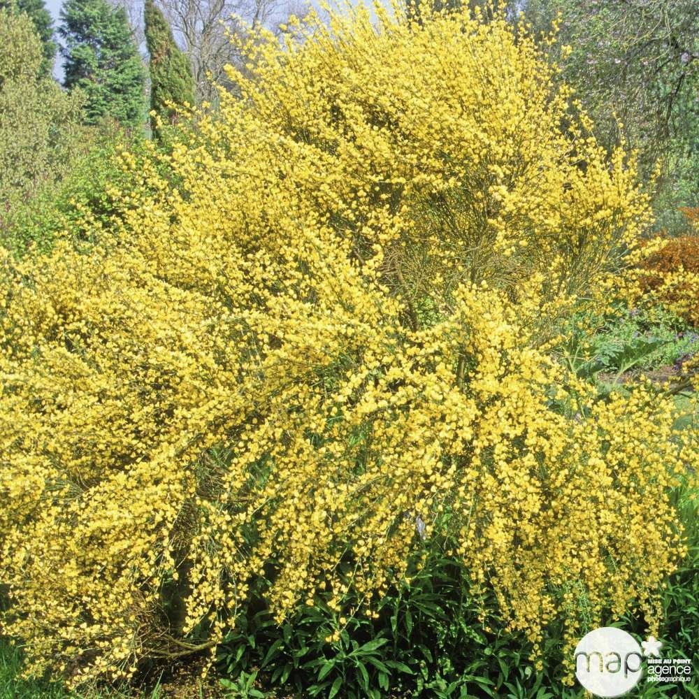 Cytisus x praecox ' allgold ': ctr 4 litres | Truffaut