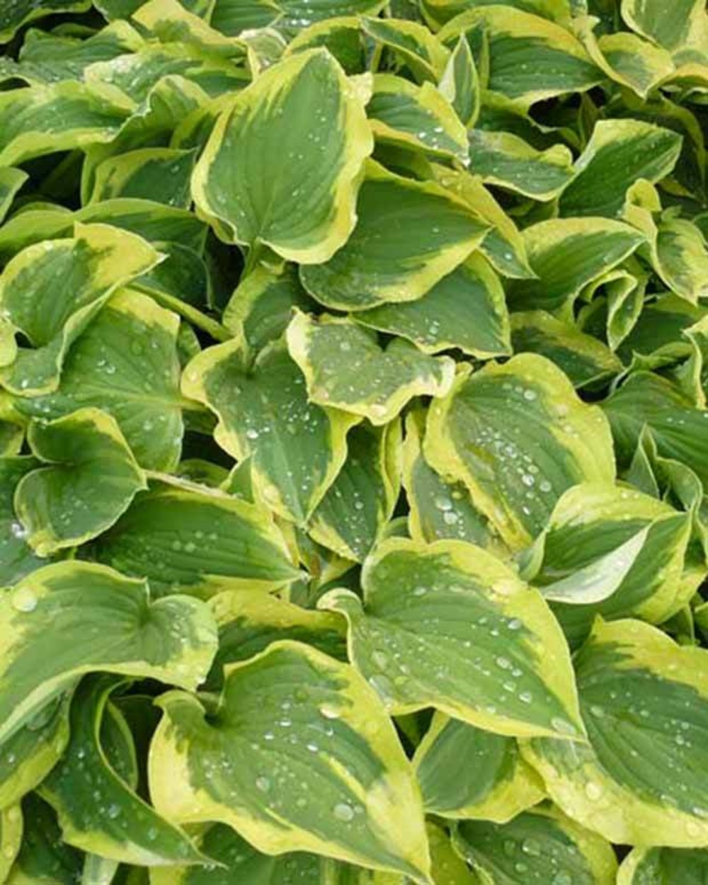 Hosta pilgrim - le pot / ø 9cm | Truffaut