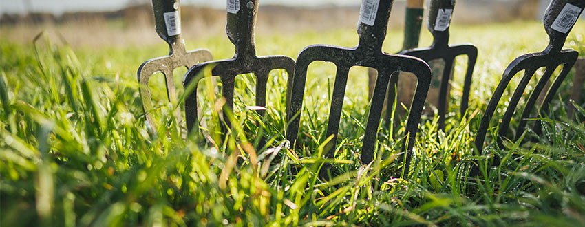 Plantes : fleurs, potager, fruitiers, plantes d'intérieur | Truffaut