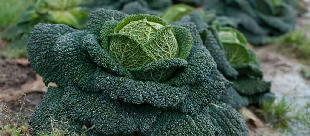 Choux : plantation,culture et récolte | Truffaut