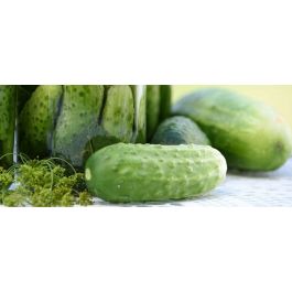 Cornichon : plantation, culture et récolte | Truffaut