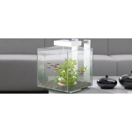 Nano-aquarium : définition et conseils | Truffaut