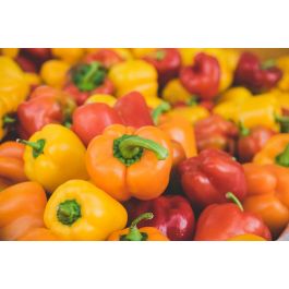 Poivron : plantation, culture et récolte | Truffaut