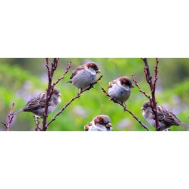 Comment reconnaître les oiseaux de nos jardins ? | Truffaut