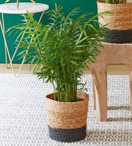 Palmiers d'intérieur : cycas, kentia, areca | Truffaut