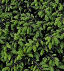 Oranger du Mexique : conseils et entretien | Truffaut