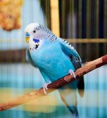 Quelle espèce de perroquet adopter ? Nos conseils | Truffaut