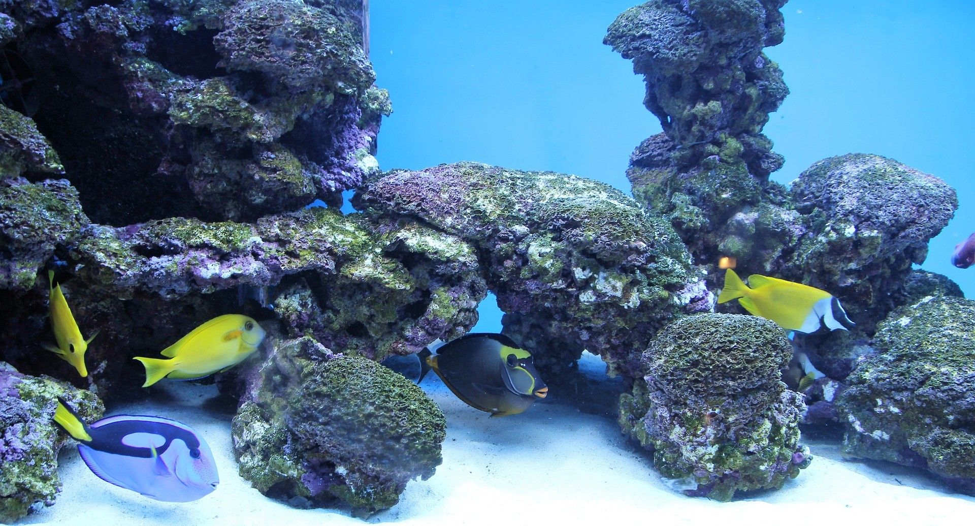 Bulleur pour aquarium : types et installation | Truffaut