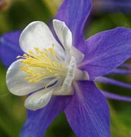 Ancolie : conseils de plantation et d'entretien | Truffaut