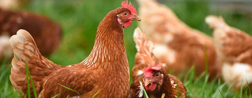 Comment choisir un poulailler ? | Truffaut