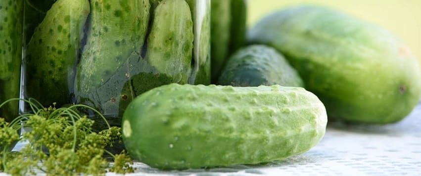 Cornichon : plantation, culture et récolte | Truffaut