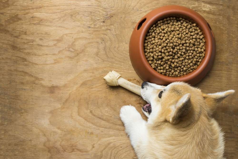 Comment nourrir son chien ? | Truffaut