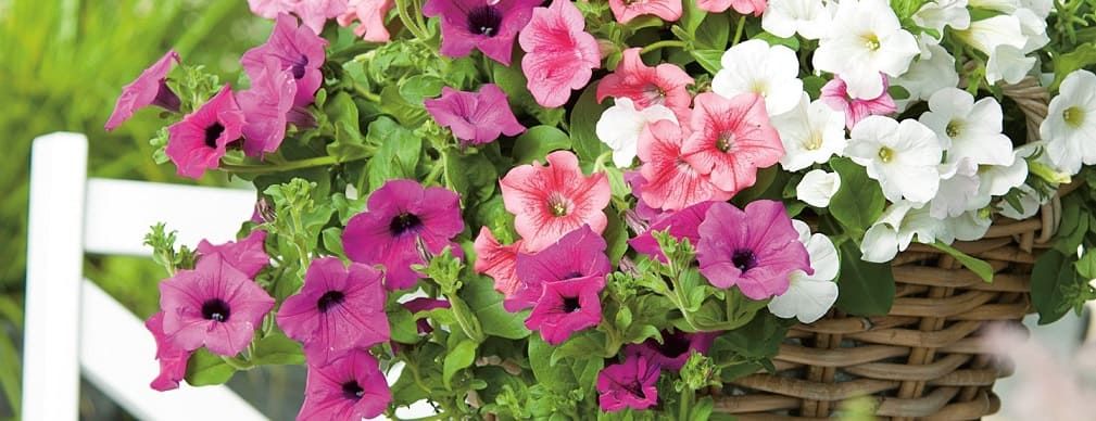 Pétunia : conseils de plantation et d'entretien | Truffaut