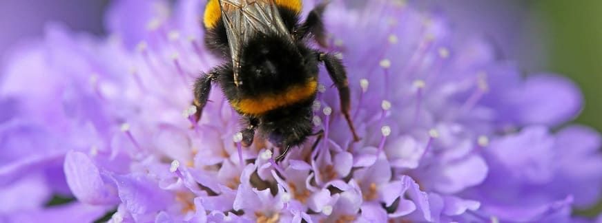Variétés de plantes mellifères | Truffaut