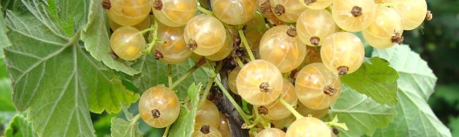 Groseilliers : quelles variétés choisir ? | Truffaut