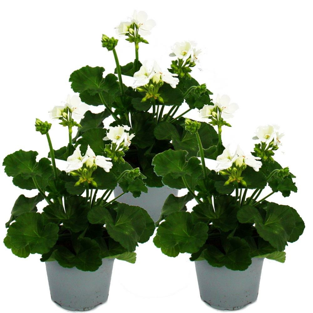Géraniums debout - pelargonium zonale - pot 12cm - set de 3 plantes ...