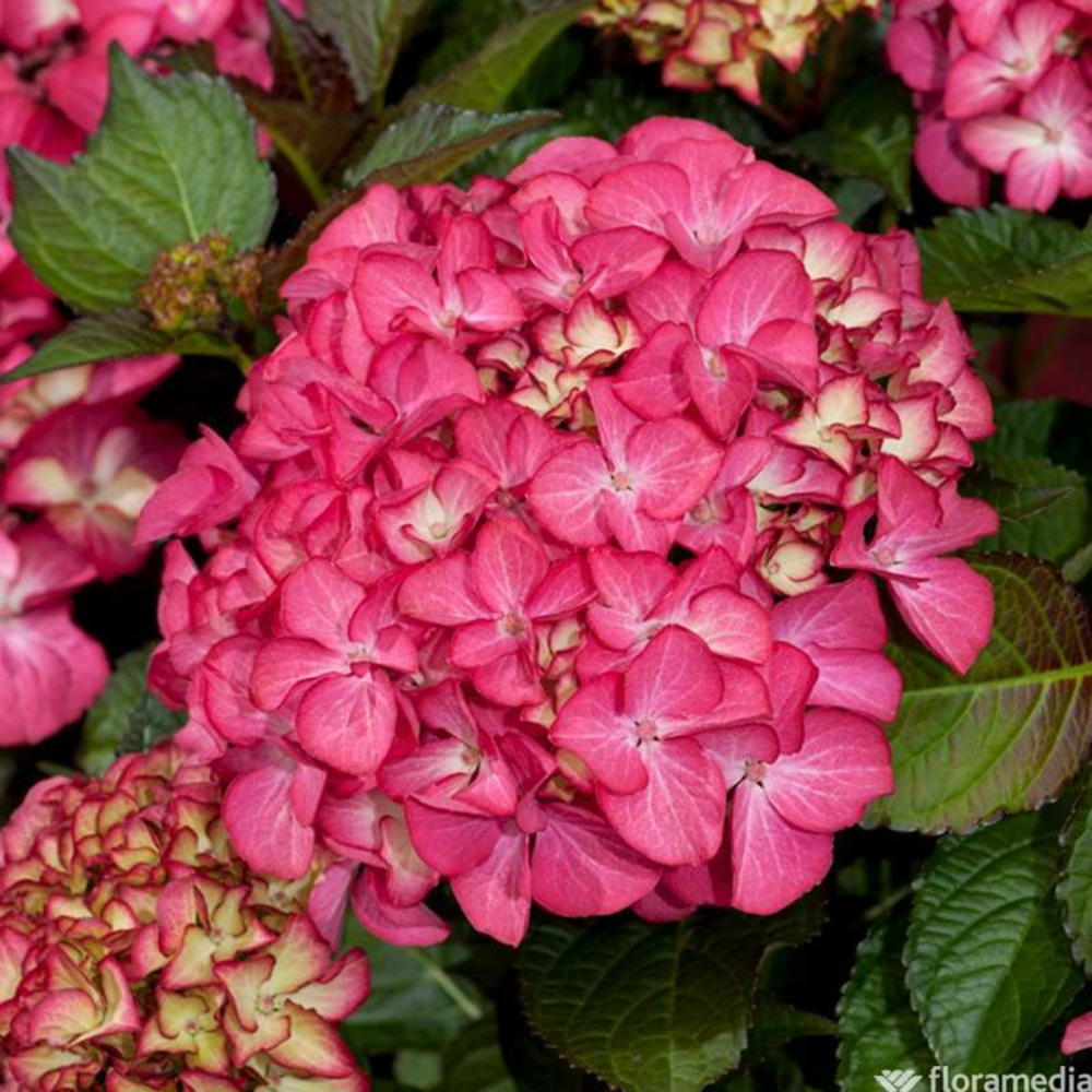 Hydrangea b.d. Red angel : c.5l | Truffaut