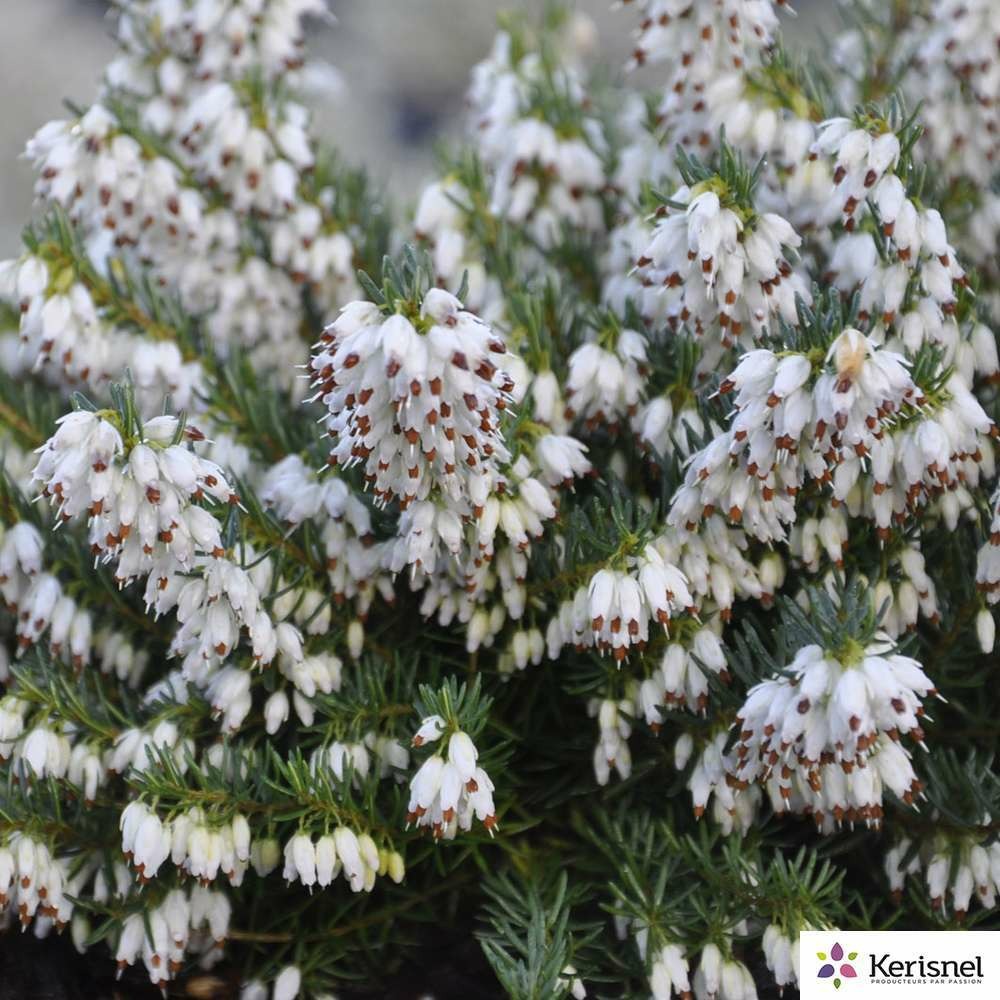 Erica x darleyensis 'snow surprise':pot 10l | Truffaut