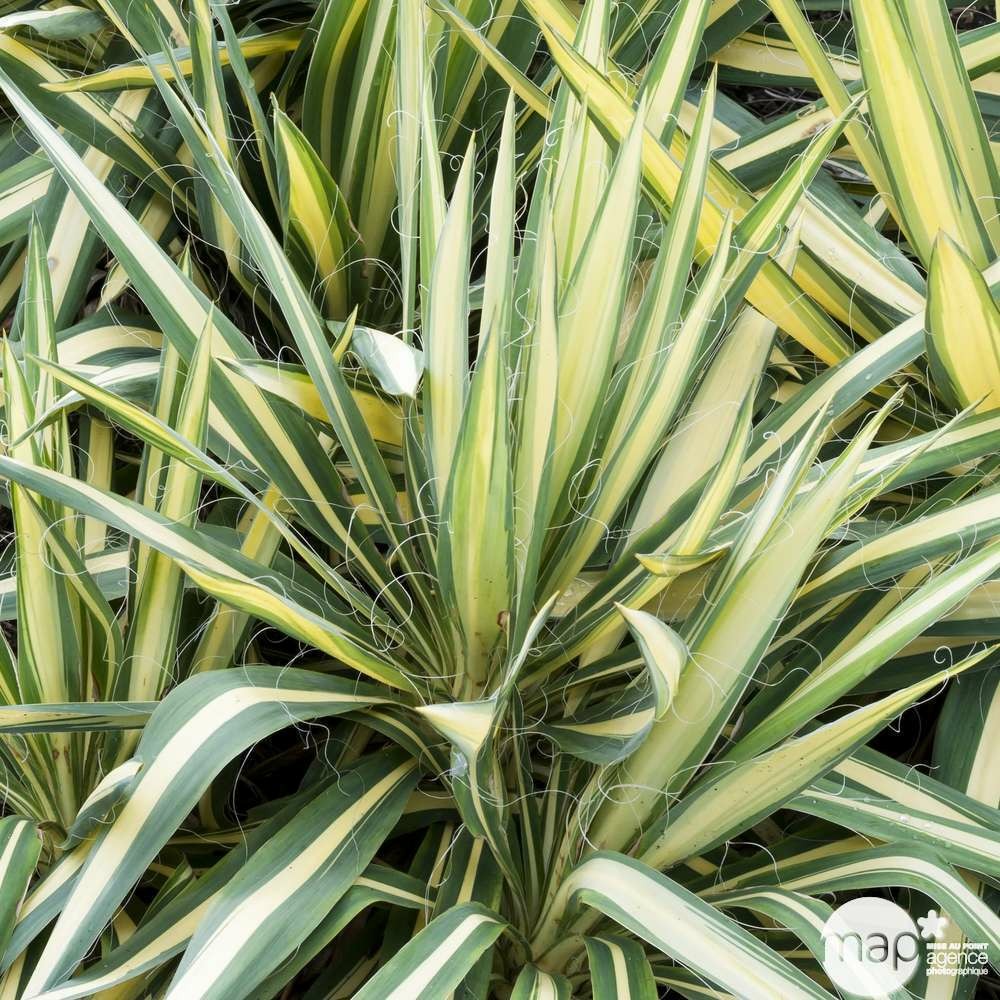 Yucca filamentosa 'color guard': c.5l | Truffaut