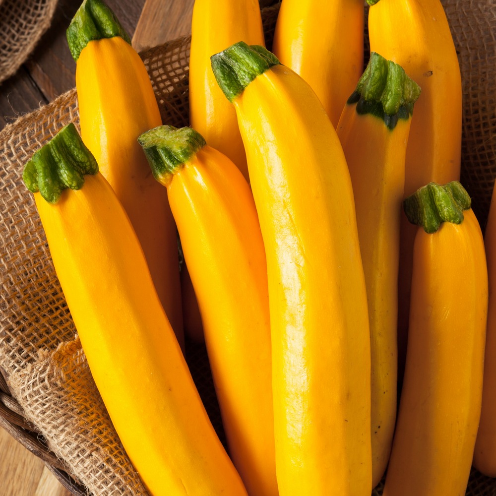 Courgette lingodor f1, le sachet / 1g / ±5 graines | Truffaut