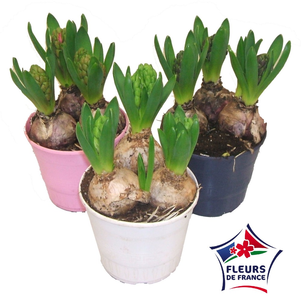 Lot de 3 pot 12 cm : Jacinthe 3 bulbes | Truffaut