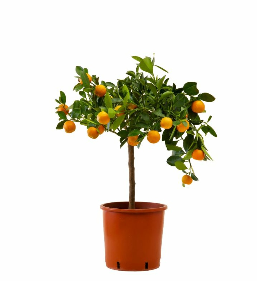 Oranger new hall mini 30-60 cm | Truffaut