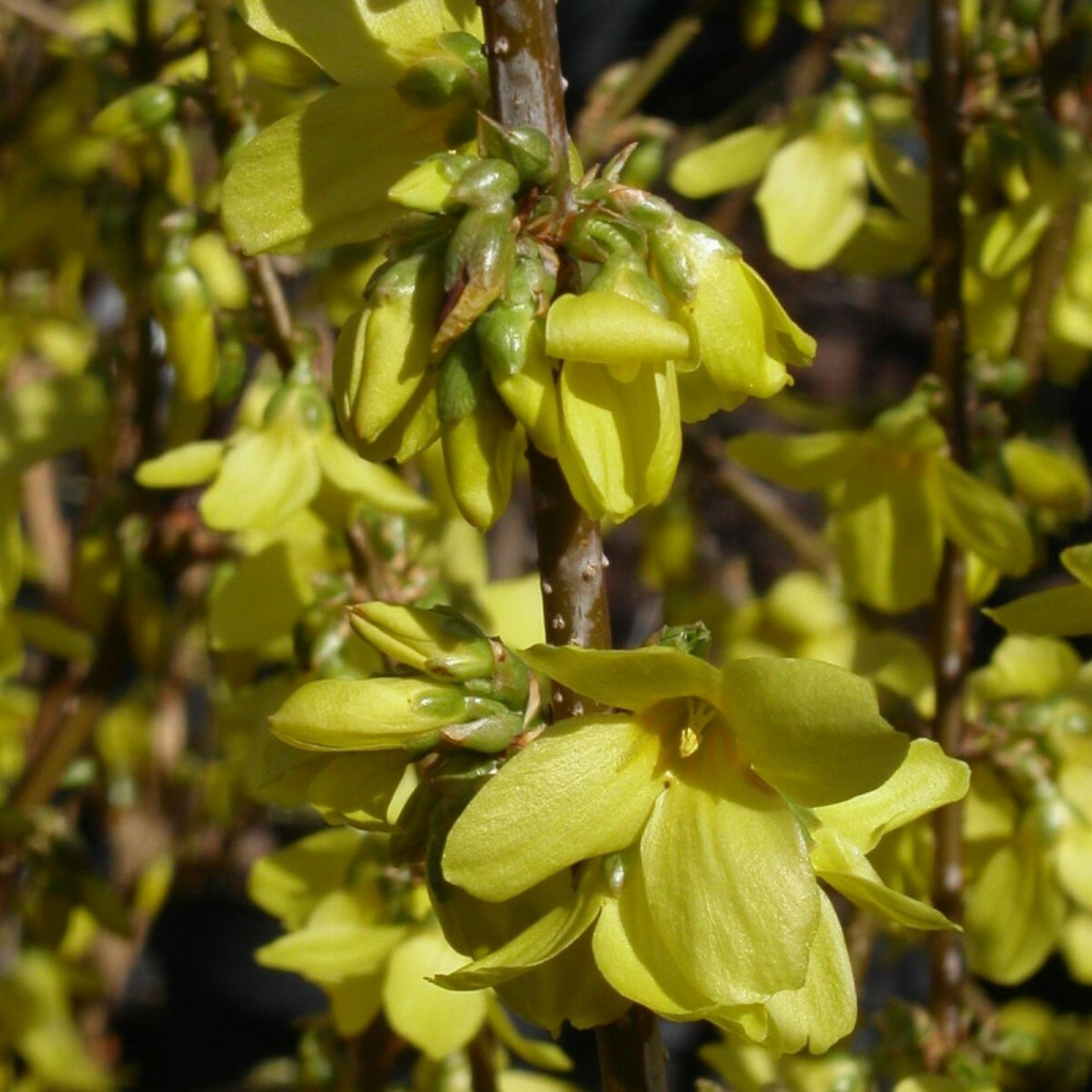 Forsythia de paris fiesta/[-]godet - 5/20 cm | Truffaut